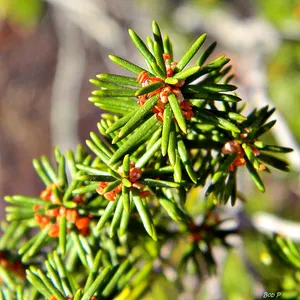 What is the Optimal Temperature for Sand heath? (Range, Effects, and ...