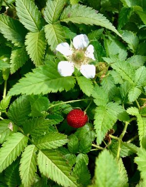 How to Grow and Care for Atherton raspberry