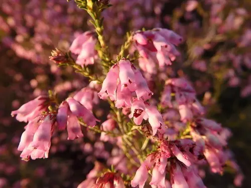 Brezo rojo (Erica australis) - PictureThis
