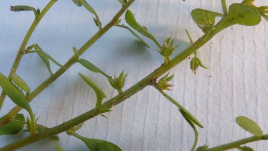 Chaffweed (Lysimachia minima) - PictureThis