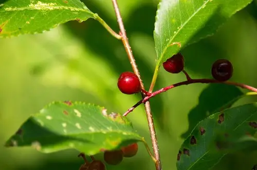 How to Plant and Grow Black cherry(Prunus serotina)