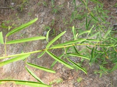 Pine barren ticktrefoil (Desmodium strictum) - PictureThis