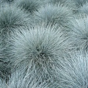 How to Prune Blue fescue