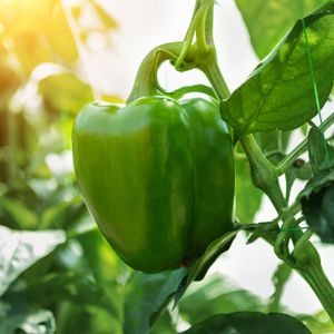 Pimiento morrón (Bell pepper) - PictureThis