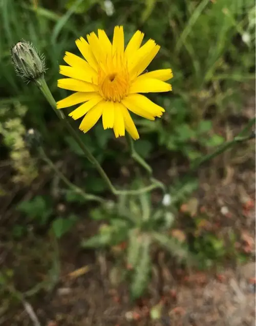 Early hawkweed (Hieracium glaucinum) Flower, Leaf, Care, Uses - PictureThis