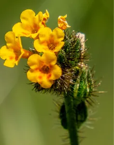 How to Prune Tarweed fiddleneck