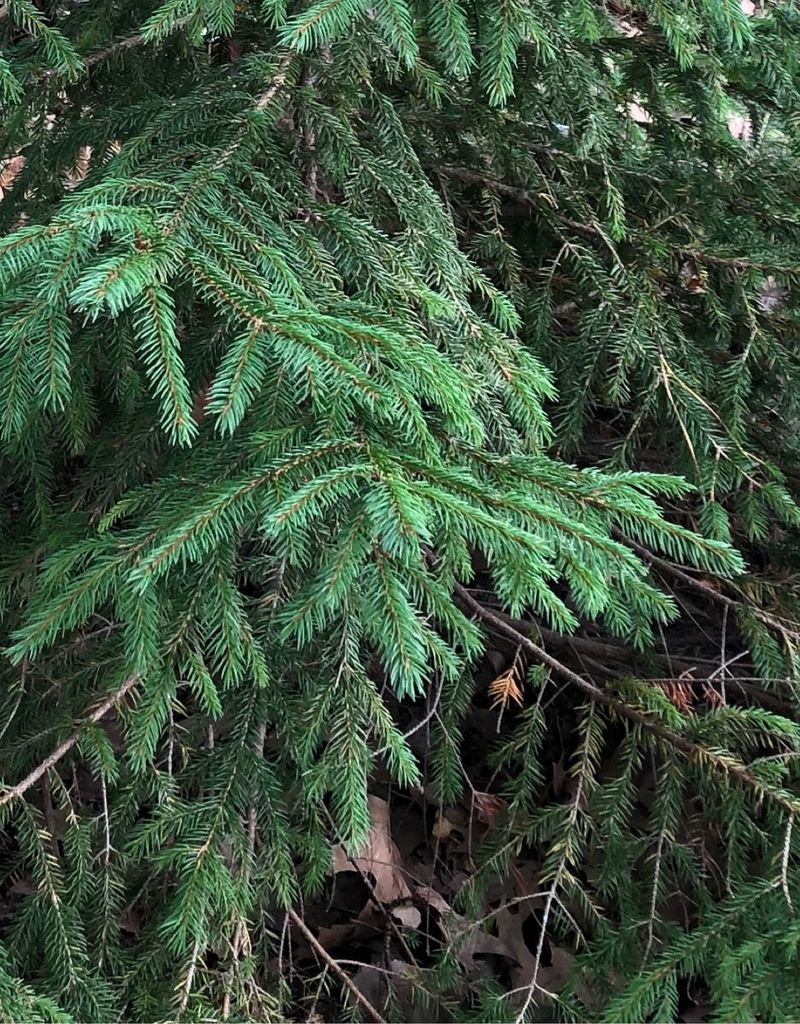 What Are the Common Problems of Sargent's spruce?