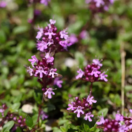 Tomillo Rastrero (Thymus praecox) - PictureThis