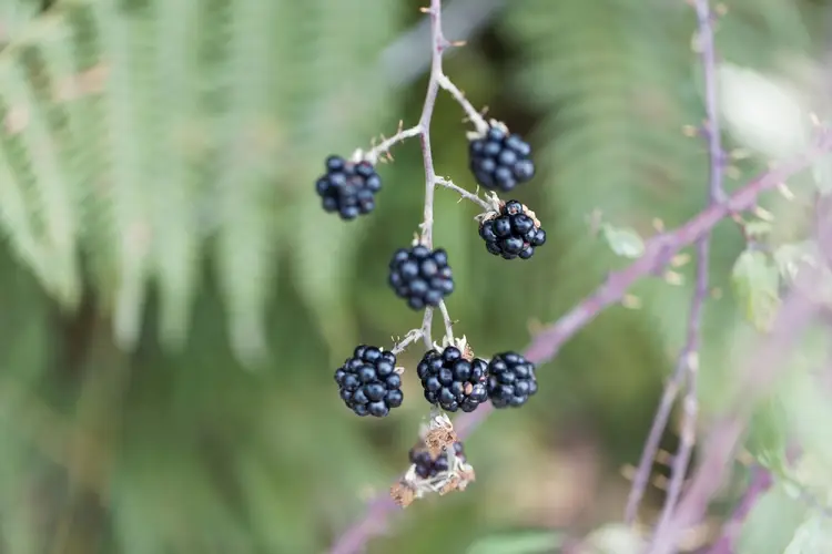 Holy bramble (Rubus sanctus) Flower, Leaf, Care, Uses - PictureThis