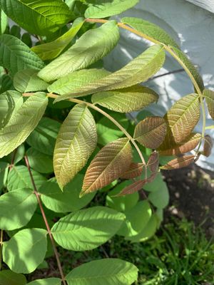 Andean walnut (Juglans neotropica) - PictureThis