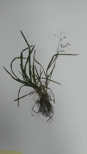 How to Grow and Care for Wood fescue