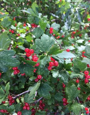 How to Grow and Care for Alpine currant
