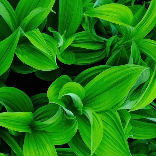 Falso eléboro verde (Veratrum viride) - PictureThis