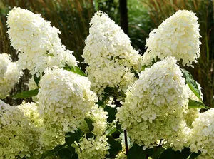 How to Propagate Panicle hydrangea 'Phantom'
