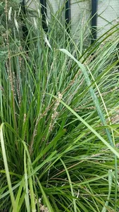 How to Prune Greater tussock sedge