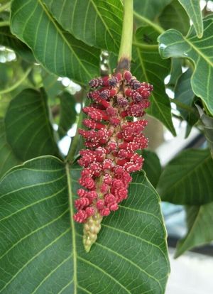 How to Grow and Care for Sandbox trees