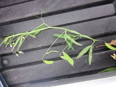 How to Grow and Care for Caley pea