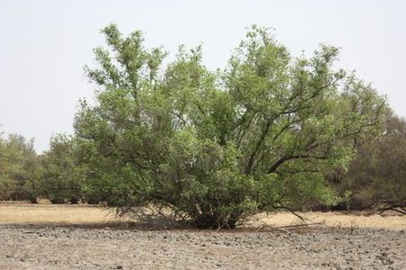 Mitragyna inermis - PictureThis