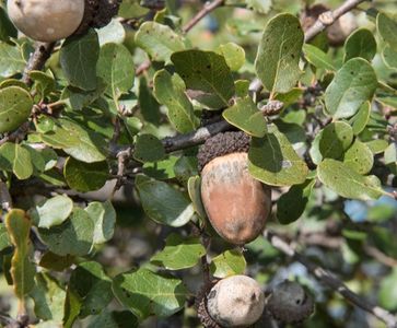 Cómo cultivar y cuidar una Encinillo