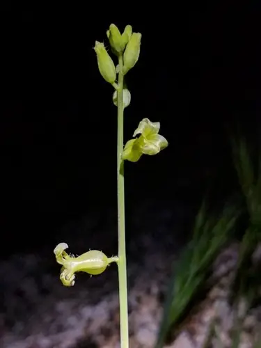 Caulanthus simulans - PictureThis