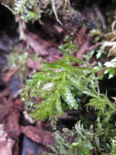 Palm-tree moss (Plagiomnium undulatum) Flower, Leaf, Care, Uses ...