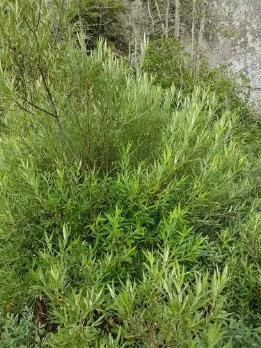 Satiny willow (Salix pellita) Flower, Leaf, Care, Uses - PictureThis