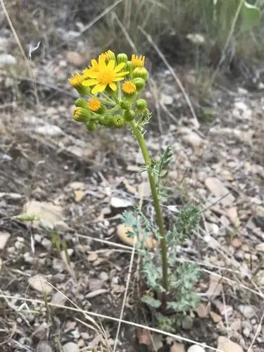 Packera multilobata - PictureThis