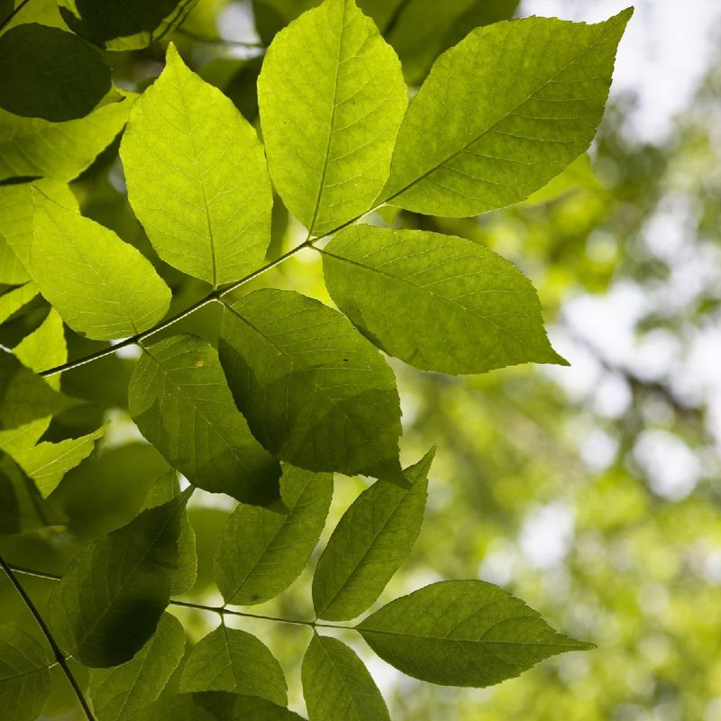 What Are Common White ash Plant Problems?