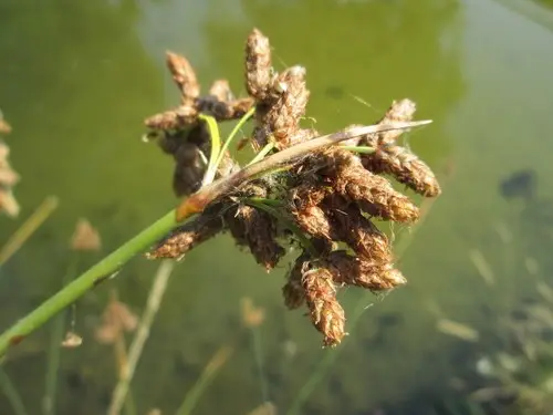 Tule de laguna (Schoenoplectus lacustris) - PictureThis