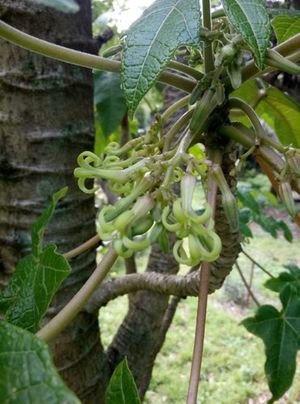 Mountain papaya (Vasconcellea pubescens) - PictureThis