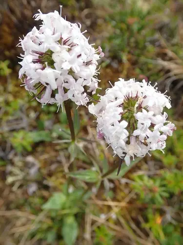 Valeriana capitata - PictureThis