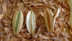 How to Propagate Bumpy ash