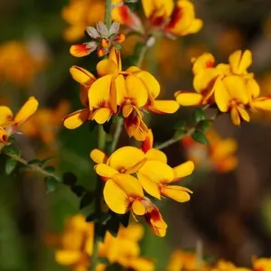 How to Prune Golden bush-pea