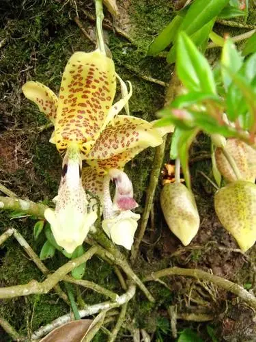 Torito (Stanhopea hernandezii) - PictureThis