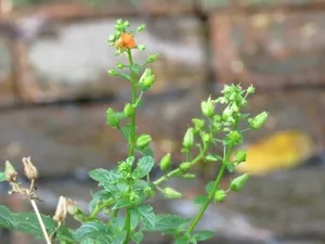 Where To Place Red mask flower In Feng Shui? (Characteristics ...