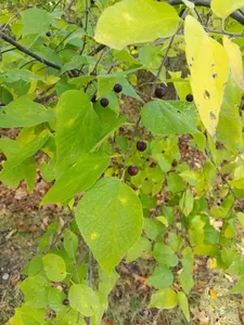 How to Prune Common hackberry