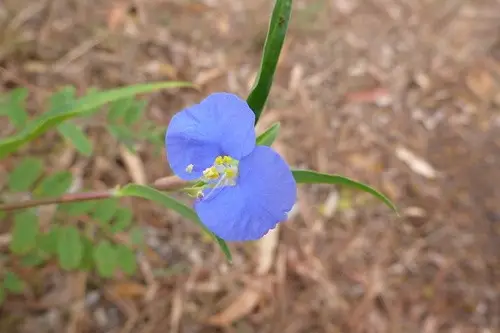 Commelina ensifolia - PictureThis