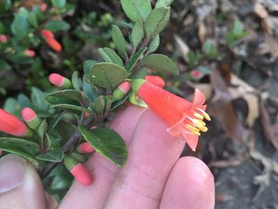 Correa pulchella - PictureThis