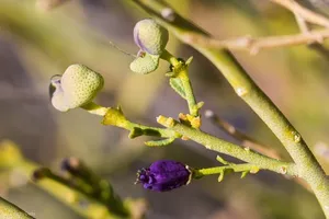 How to Propagate Turpentine broom