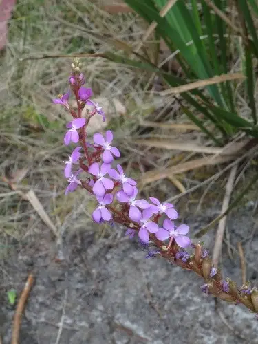 Stylidium dilatatum Flower, Leaf, Care, Uses - PictureThis