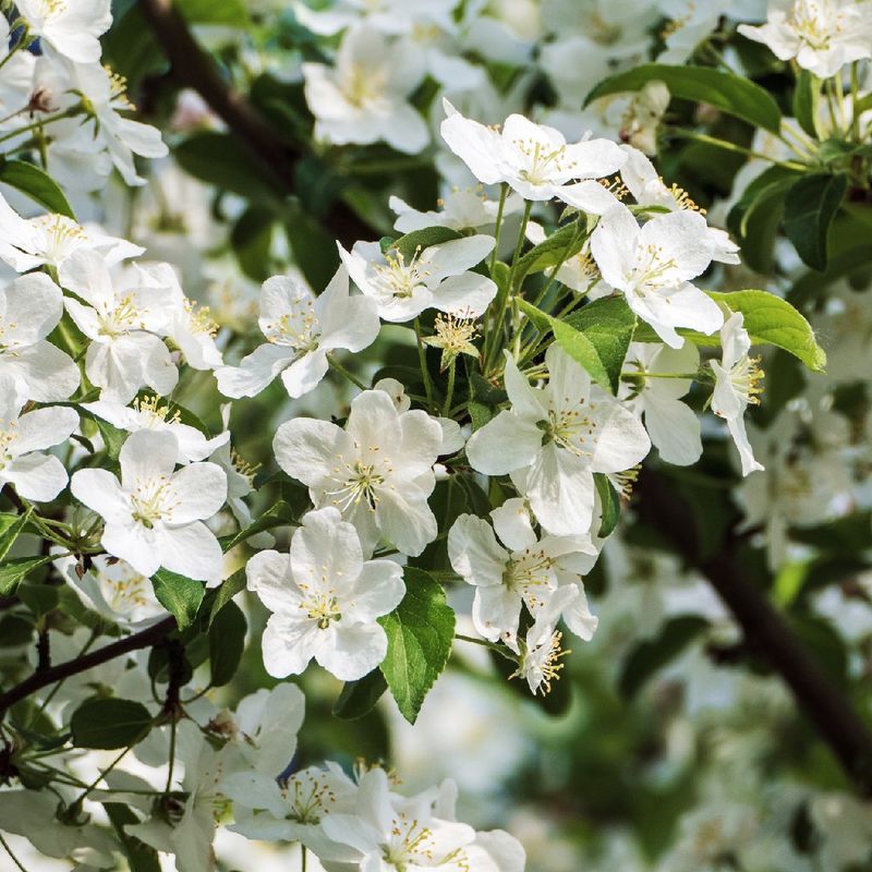 What Are Common Problems with Chinese Crab Apple?