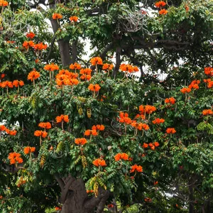 How to Propagate African tulip tree