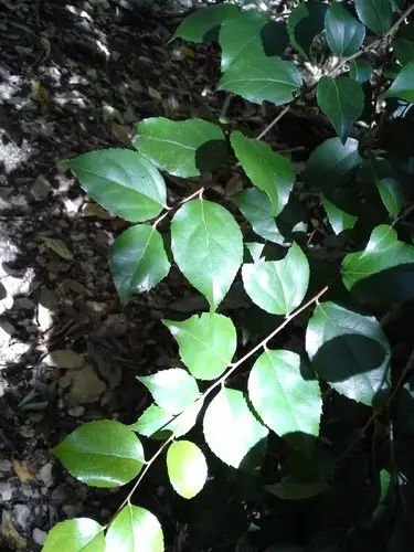 Xylosma racemosum Flower, Leaf, Care, Uses - PictureThis