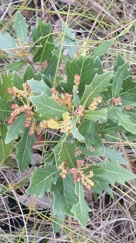 Quercus minima - PictureThis