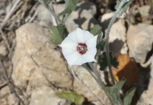 Texas bindweed (Convolvulus equitans) Flower, Leaf, Care, Uses ...