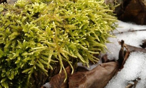 How to Grow and Care for Callicladium moss