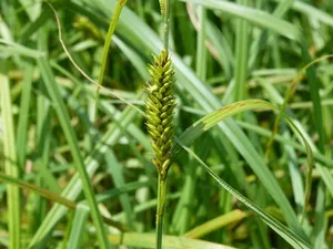 How to Prune Hairy sedge
