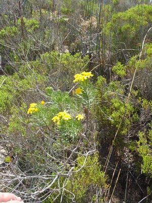 Euryops linifolius - PictureThis