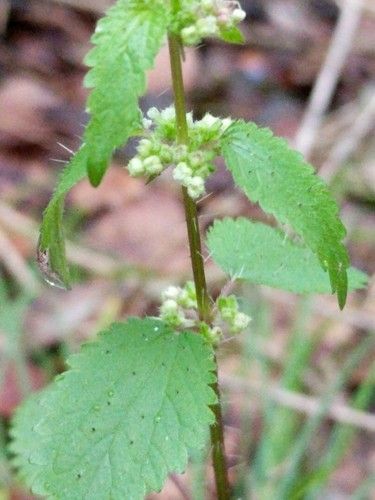 Discover the Incredible Benefits of Heartleaf nettle for Your Well-Being