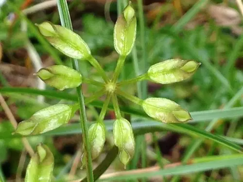 Coptis aspleniifolia - PictureThis